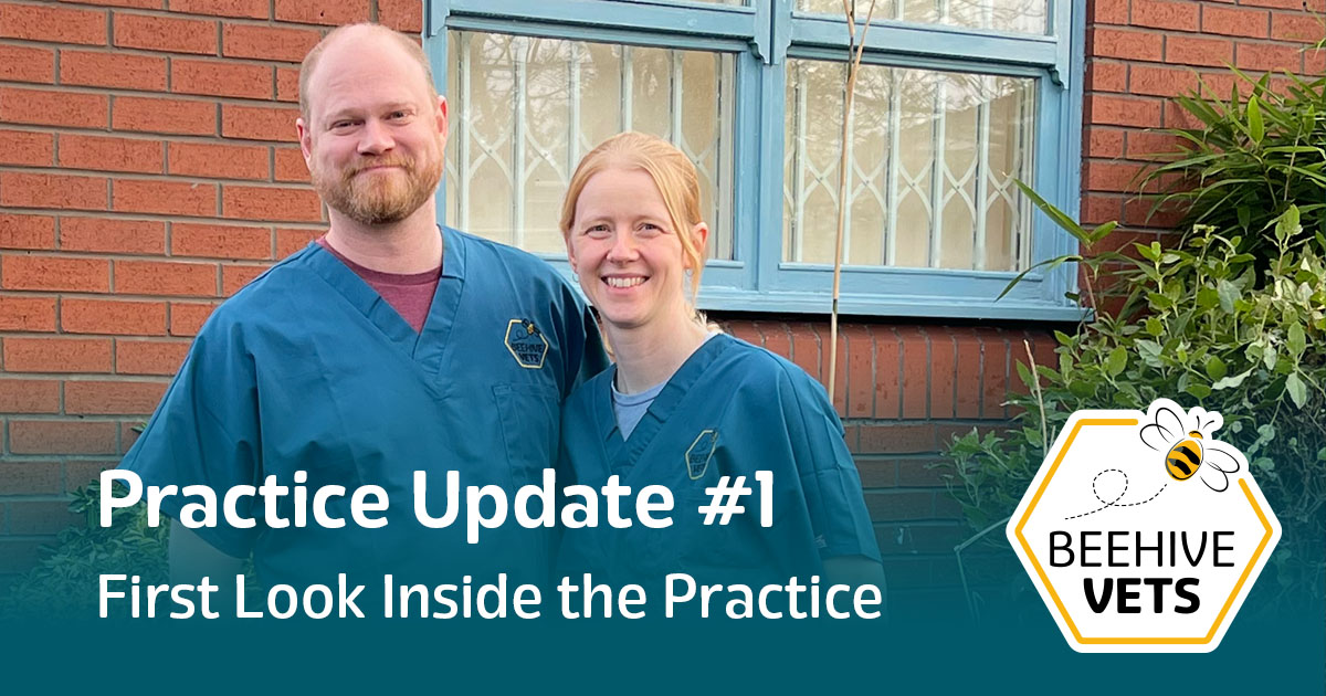 Vet Practice Update #1 | First Look Inside the Practice - BeeHive Vets