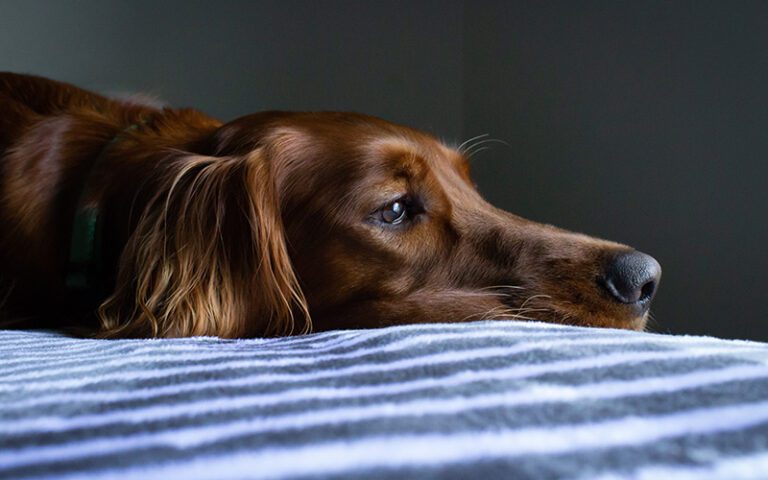 VacciCheck Titre Testing for Dogs | Checking Your Dogâ€™s Immunity
