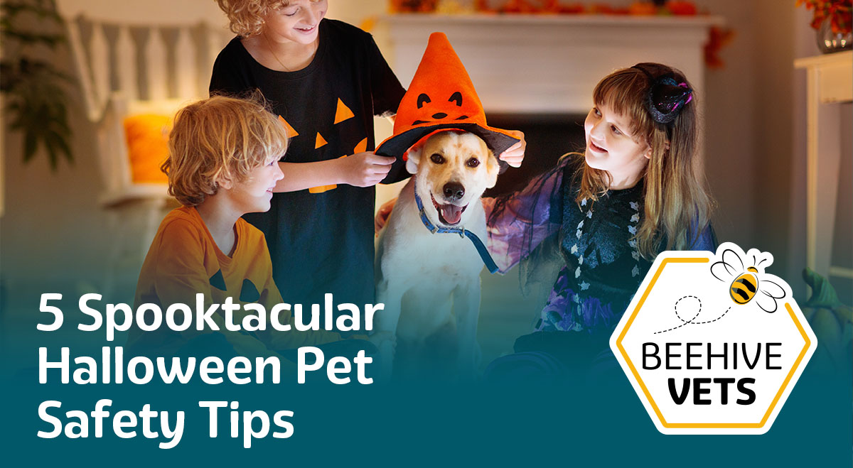 5 Spooktacular Halloween Pet Safety Tips | Beehive Vets Rothwell