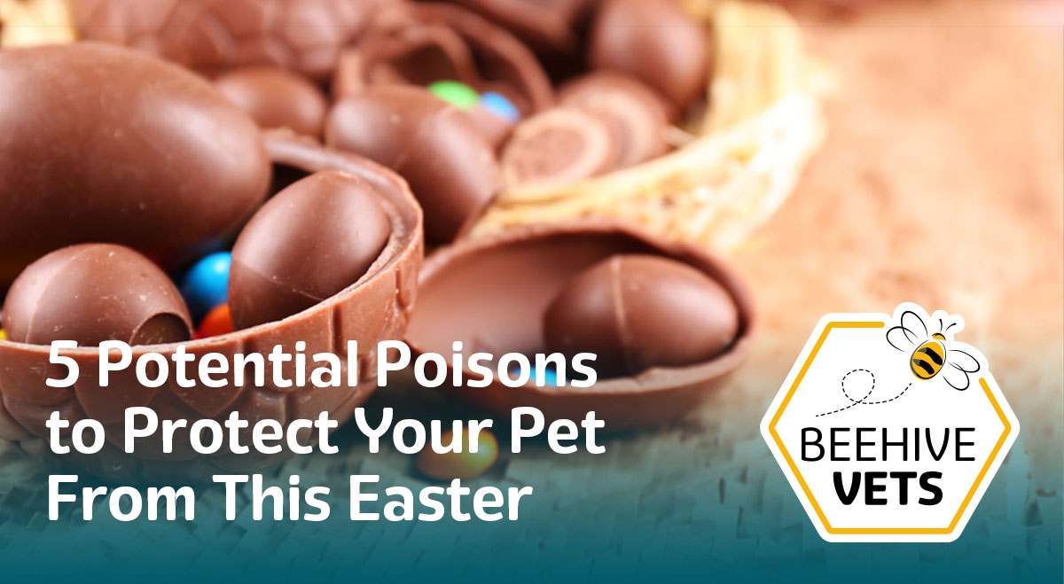 5 Potential Poisons to Protect Your Pet From This Easter - BeeHive Vets