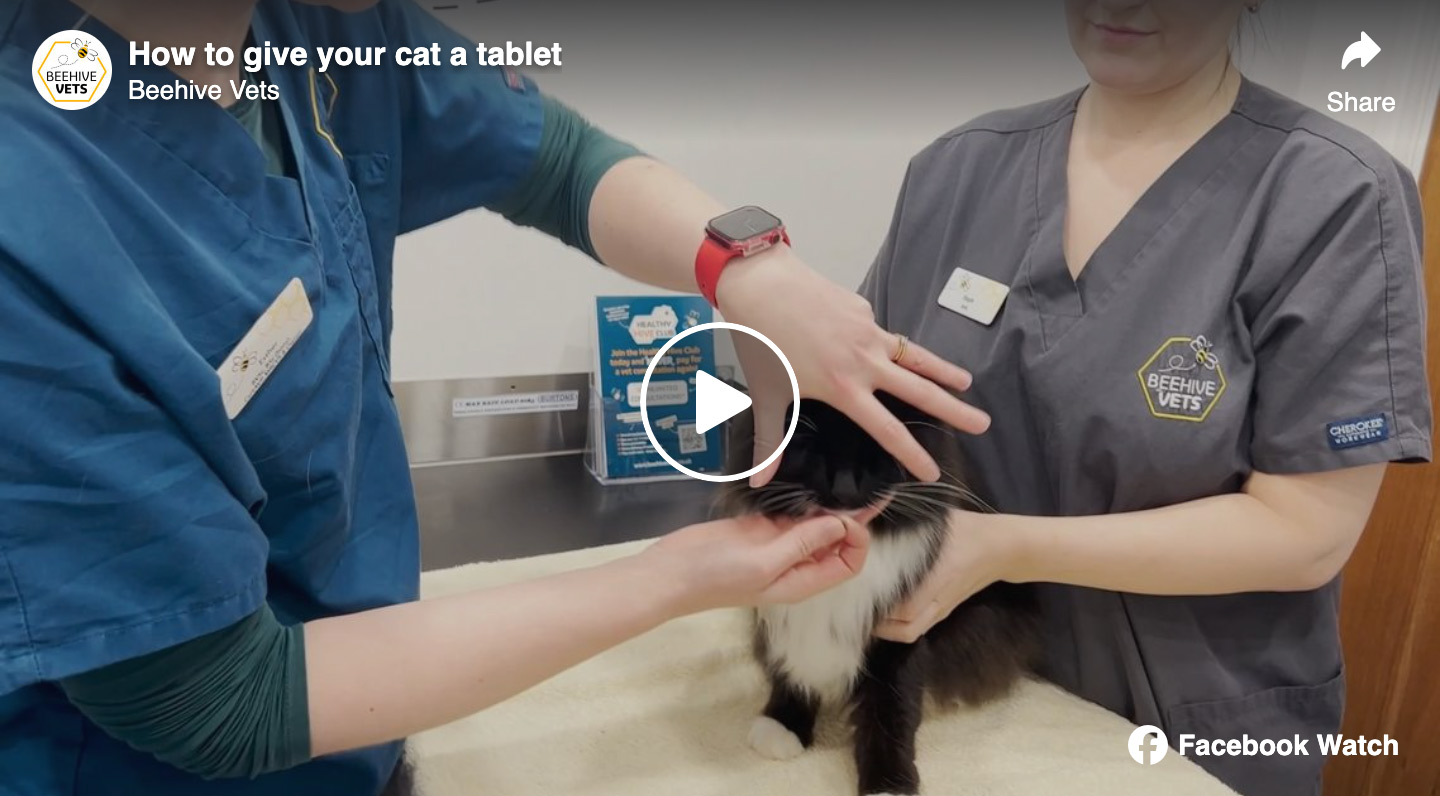 Video: How to give your cat a tablet | Beehive Vets