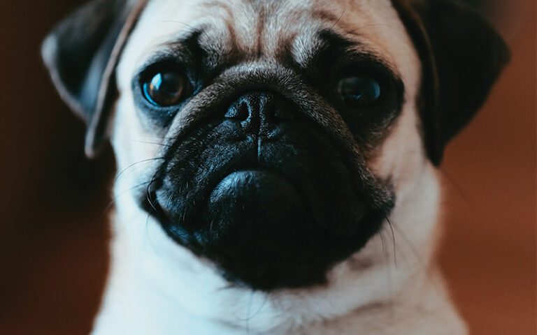 Understanding Symptoms of BOAS and Ways to Treat the Problem | Beehive Vets